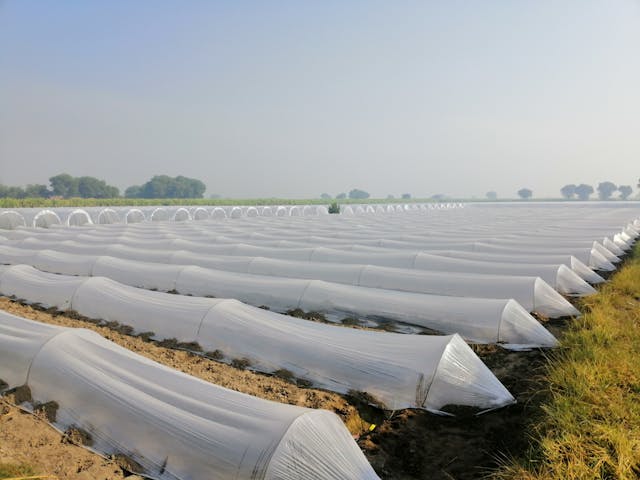 How Vine Netting Can Improve Crop Quality – Business Advice coach for ...